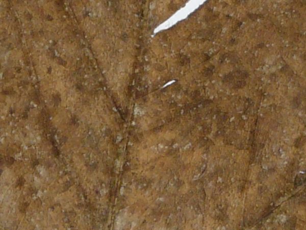 texture 0073 - Texturelib